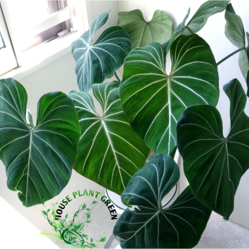 Jual tanaman hias philodendron gloriosum / philo gloriosum | Shopee ...