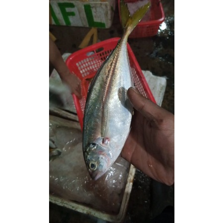 Jual KEMBUNG COMO FRESH DAN FROZEN BEKU SEAFOOD IKAN SEGAR NELAYAN ...