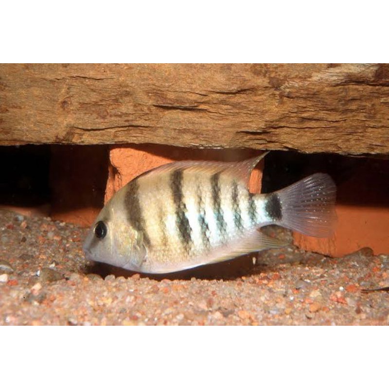 Jual ikan hias cichlid Cryptoheros cutteri american cichlid | Shopee ...