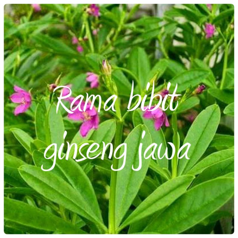 Jual bibit ginseng jawa (beli 4 gratis 1) | Shopee Indonesia