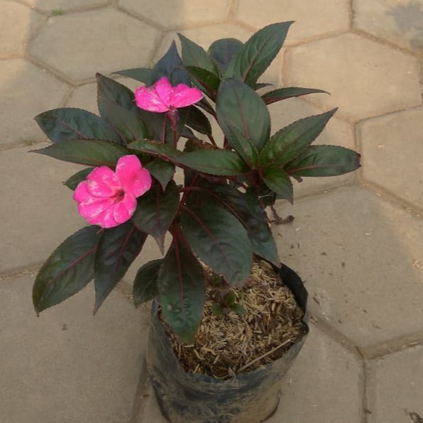 Jual Bibit Tanaman Bunga Pacar Air Pink - pohon bergaransi | Shopee ...