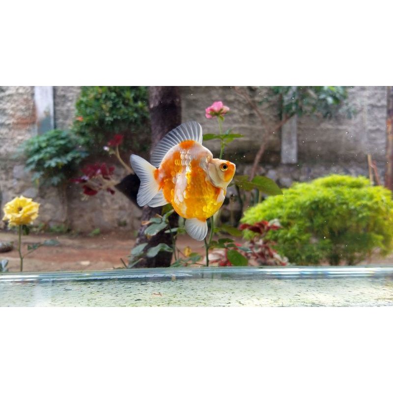 Jual Ikan Mas Koki Ryukin 10-13CM (COD) | Shopee Indonesia