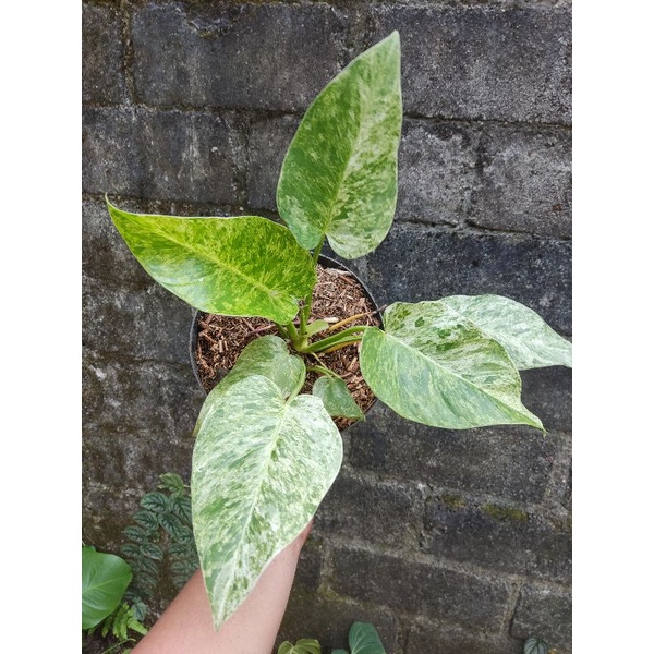 Jual Philodendron Marble Varigata - Philodendron Giganteum Marble ...