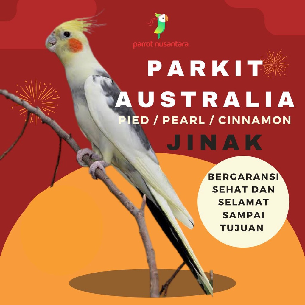 Jual burung falk / parkit Australia jinak usia paud semi mandiri jinak ...