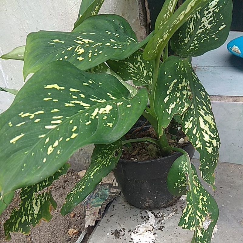 Jual Tumbuhan Sri Rejeki | Tanaman Hias Indoor Outdoor | Sri Rejeki ...