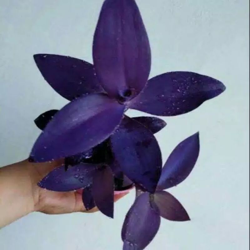 Jual Adam Hawa Ungu (Rheo Discolor) | Shopee Indonesia