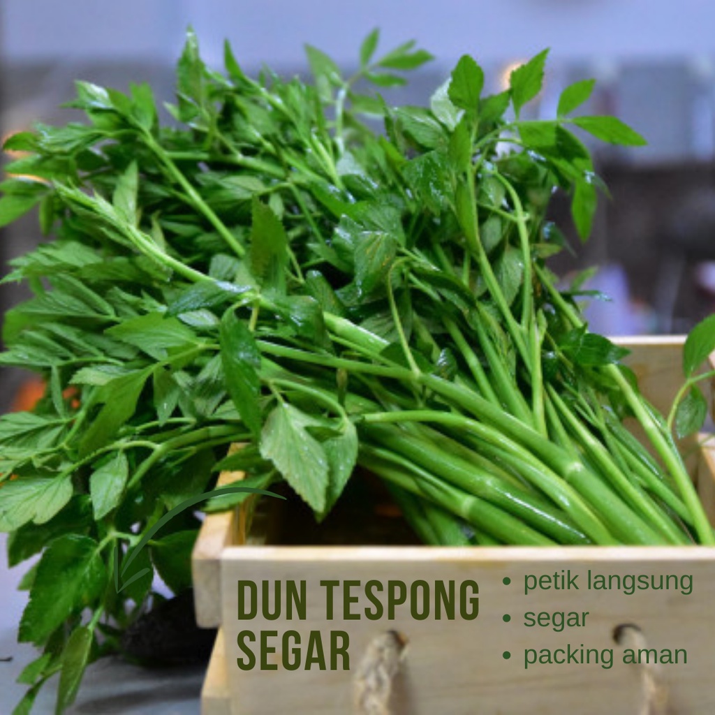 Jual KUKURING Daun Tespong Segar 500 gram - Daun Seladren Bisa Untuk ...