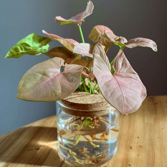 Jual Tanaman hias hidup - tanaman air yang tahan di dalam ruangan ...