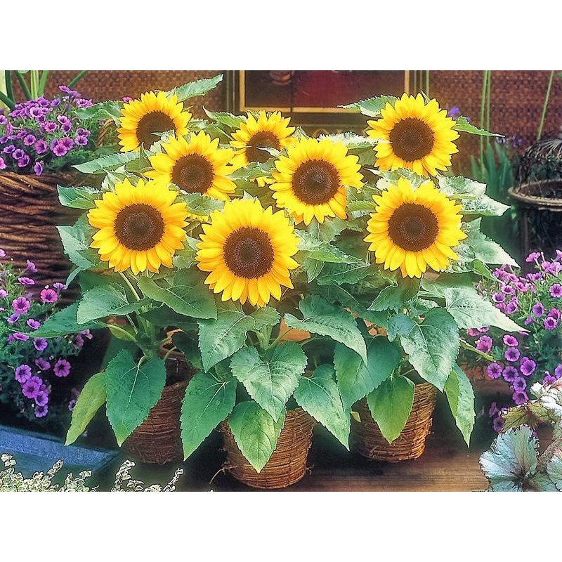 Jual Matahari Bibit Bunga Terlengkap & Harga Terbaru Juni 2026 | Shopee ...