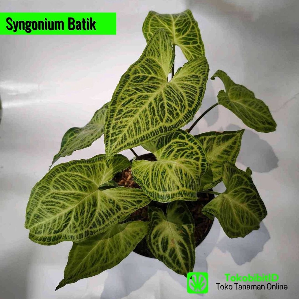 Jual Tanaman Hias Syngonium Batik | Shopee Indonesia