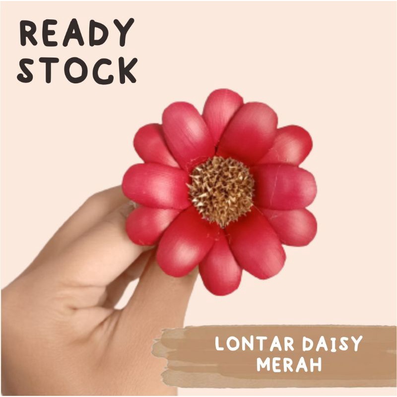 Jual BUNGA LONTAR DAISY SIZE 5-6 CM UNTUK HIASAN MAHAR DRIED FLOWER ...
