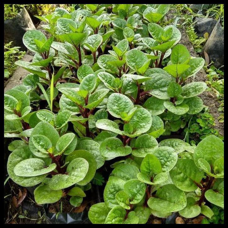 Jual Bibit Tanaman Binahong Merah Daun Binahong Pohon Gendola