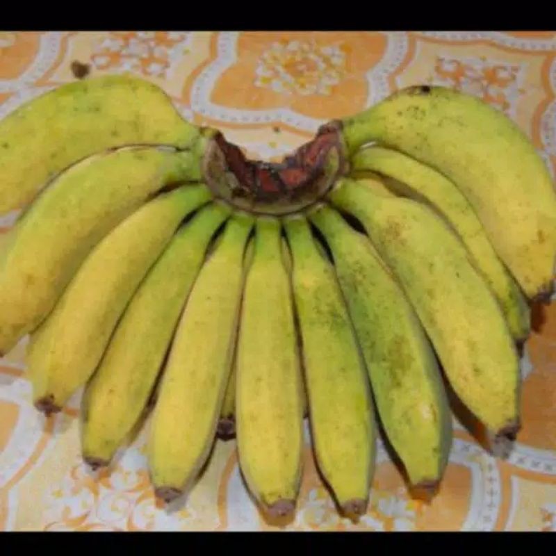 Jual Pisang raja buluh super 1 sisir | Shopee Indonesia