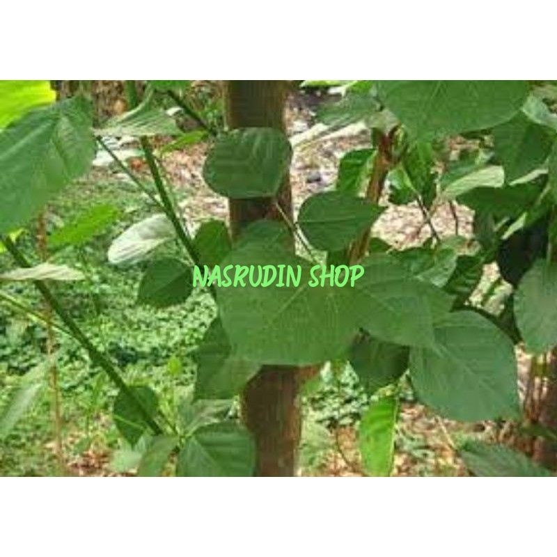 Jual DAUN DADAP CANGKRING SEGAR / DAUN DADAP LANGSUNG PETIK / ERYTHRINA ...