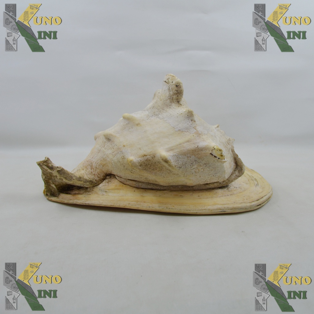 Jual KEONG KERANG RAKSASA 2. | Shopee Indonesia