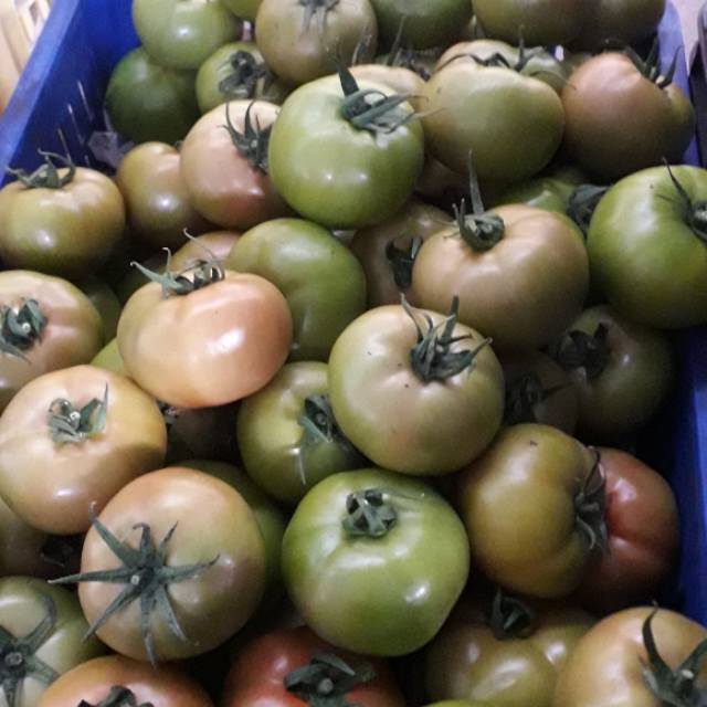 Jual Tomat beef organik 100% segar (harga per 1kg ) | Shopee Indonesia