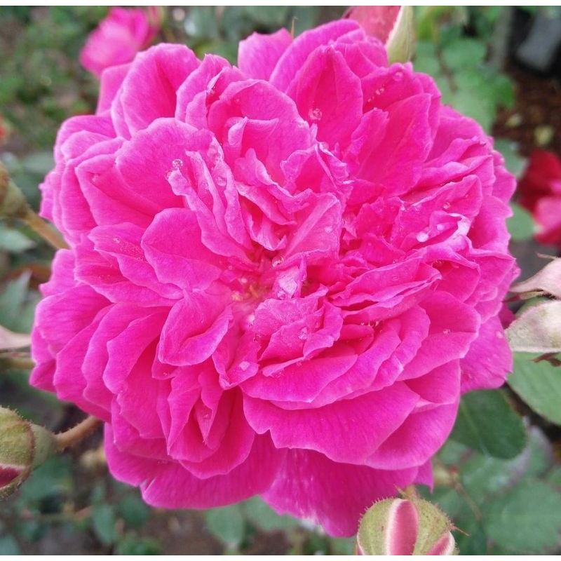 Jual Mawar Jawa/Mawar Lokal Wangi Bunga Besar | Shopee Indonesia