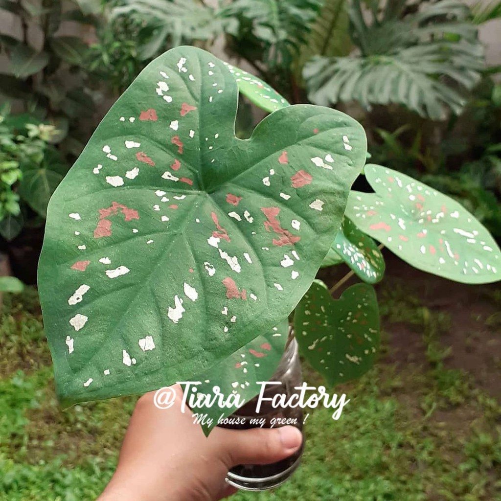 Jual tanaman hias keladi tricolor caladium tricolor | Shopee Indonesia