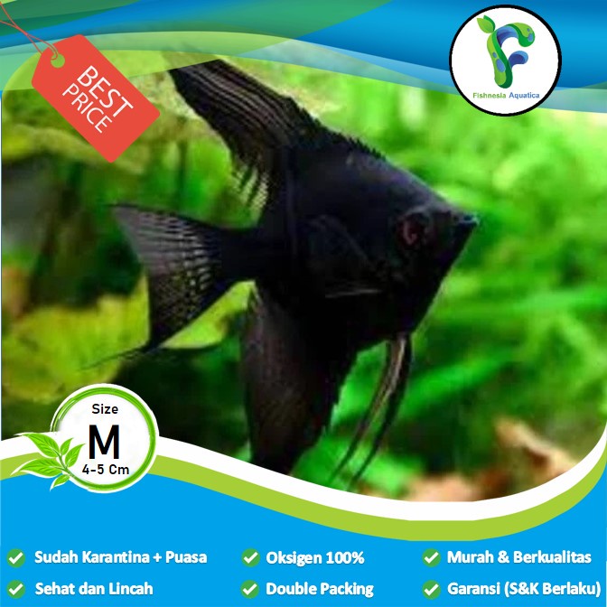 Jual Ikan Hias Aquascape Manfish Black Angel/Manfish Black Veil/Black ...