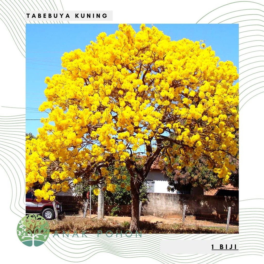 Jual Benih Bibit Biji - Pohon Bunga Tabebuya Kuning Tabebuia aurea ...