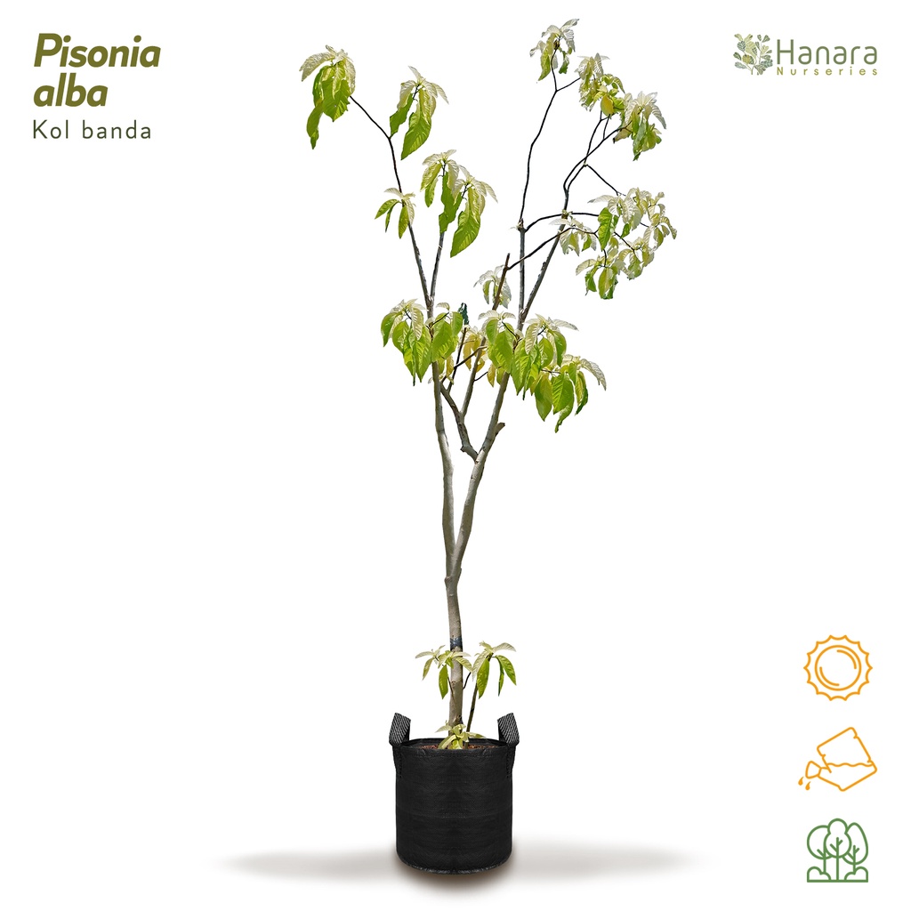 Jual Pisonia alba - Kol banda - pohon instan/instant tree | Shopee ...