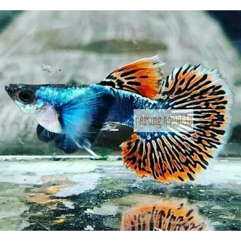 Jual ikan guppy Platinum Red Mosaic Big Ear pasangan | Shopee Indonesia