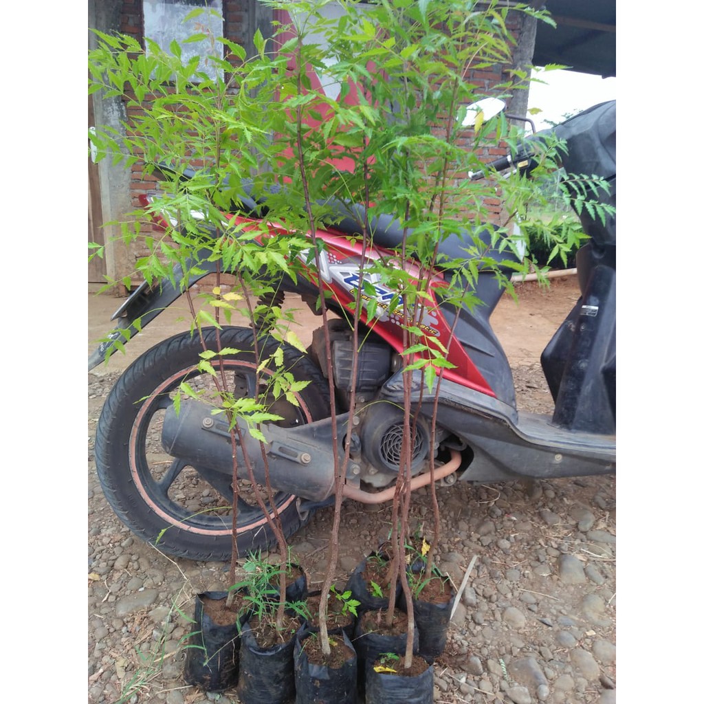 Jual Bibit Tanaman Mimbo/Mimba/Imbo - Tanaman Perindang Langka ...