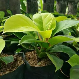 Jual tanaman philo lemon Harga Terbaik & Termurah Mei 2024 | Shopee ...