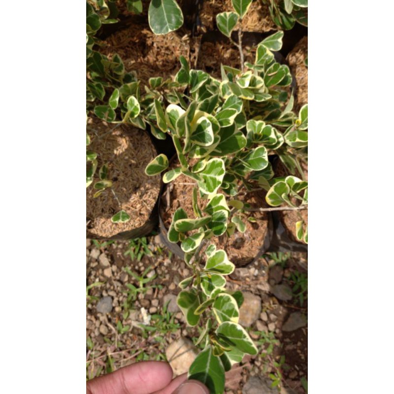 Jual wali songo parigata | Shopee Indonesia