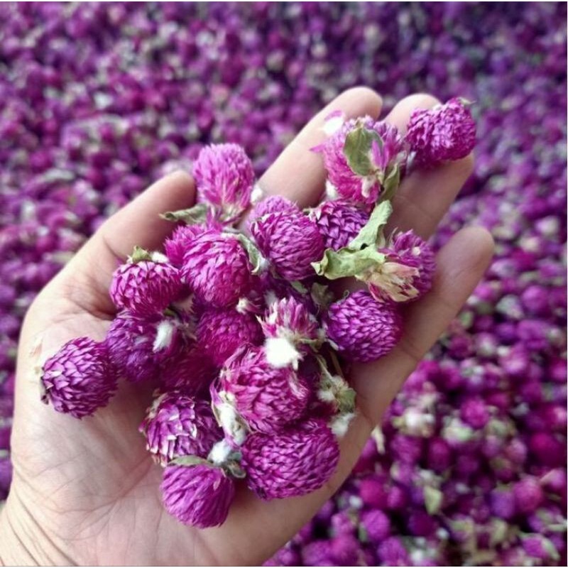 Jual TEH BUNGA AMARANTH GLOBE AMARANTH FLOWERS TEA TEH HERBAL ALAMI ...