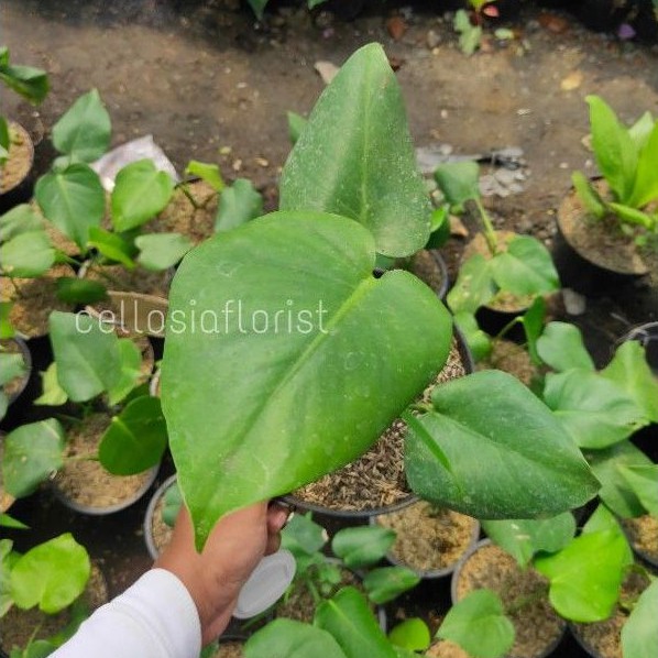 Jual Tanaman Hias Koleksi Monstera Borsigiana (Merambat) | Shopee Indonesia