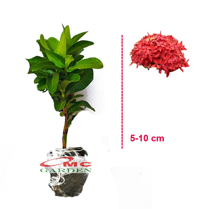 Jual Bibit Tanaman Hias Soka Mini Asoka Jepang Ixora Merah Orange Putih ...