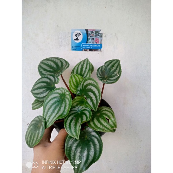 Jual watermelon rimbun | Shopee Indonesia