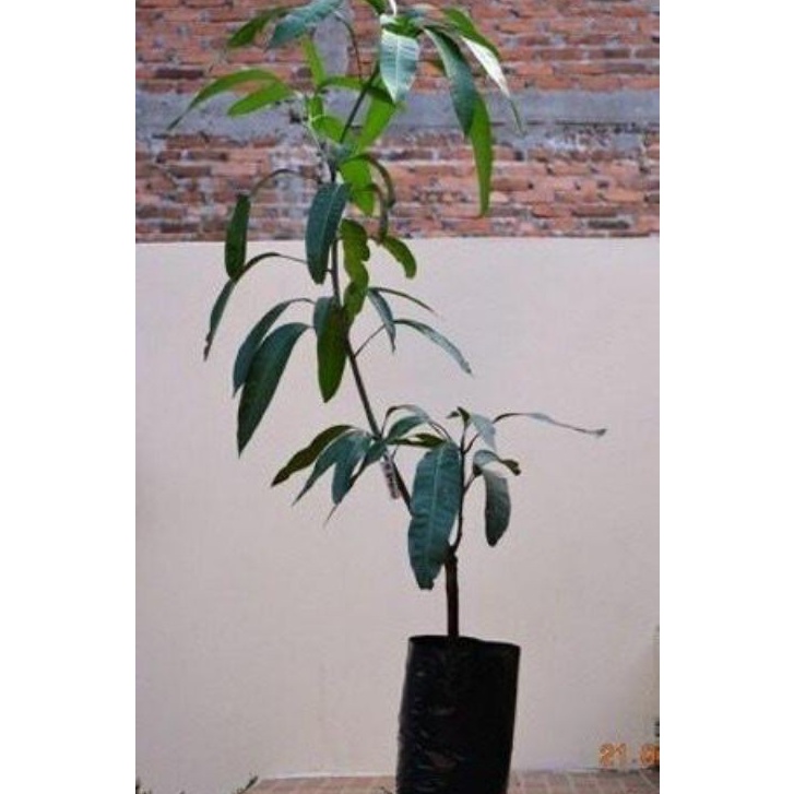 Jual Paket isi 3 Mangga R2E2/Mangga Mahachanok Dan Namdokmai Golden ...