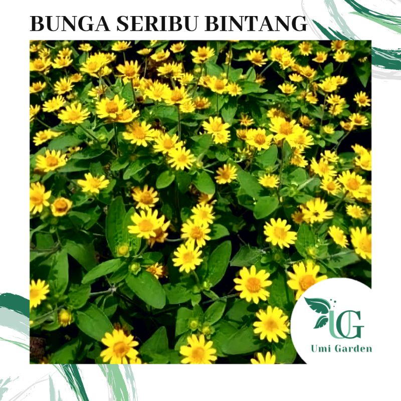 Jual 50 Biji Benih Bunga Seribu Bintang Matahari Mini Kuning | Shopee ...