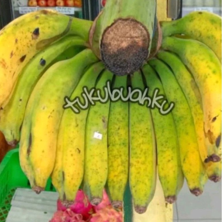 Jual PISANG RAJA BULUH/RAJA SAJEN SATU SISIR | Shopee Indonesia