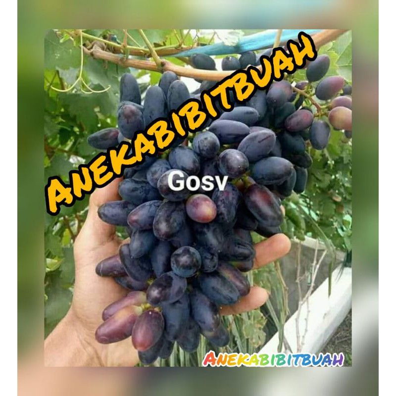 Jual BIBIT ANGGUR IMPORT JENIS GOSV (ASLI HASIL STEK GRAFTING) CEPAT BERBUAH | Shopee Indonesia