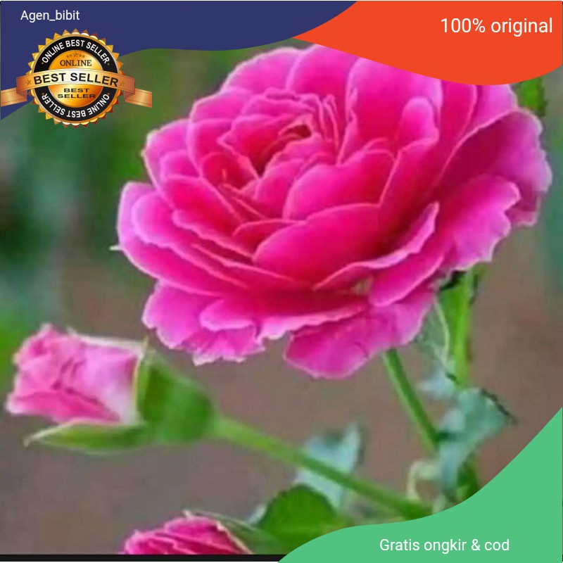 Jual Bibit bunga mawar lokal (buat tabur di makam) | Shopee Indonesia