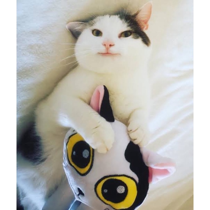 Jual Limited Edition Ollie The Polite Cat Plush Toy | Shopee Indonesia