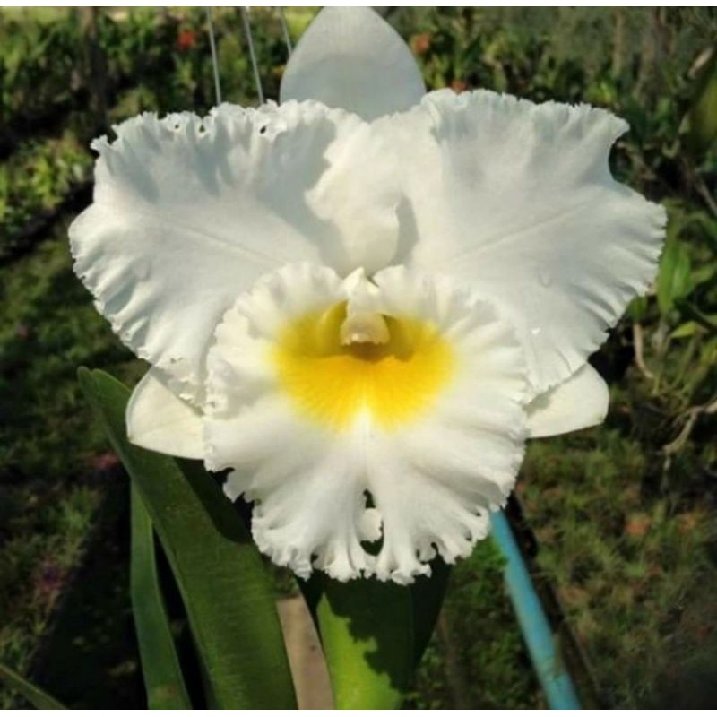 Jual Pohon Anggrek Cattleya Dewasa Bunga Putih Siap Spike | Shopee ...
