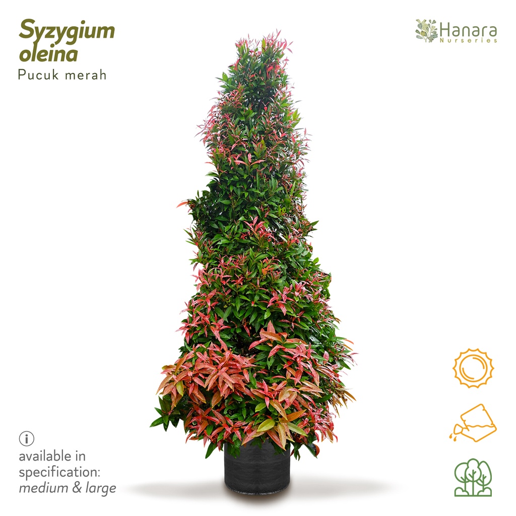 Jual Syzygium oleina - Pucuk merah - pohon instan/instant tree | Shopee ...