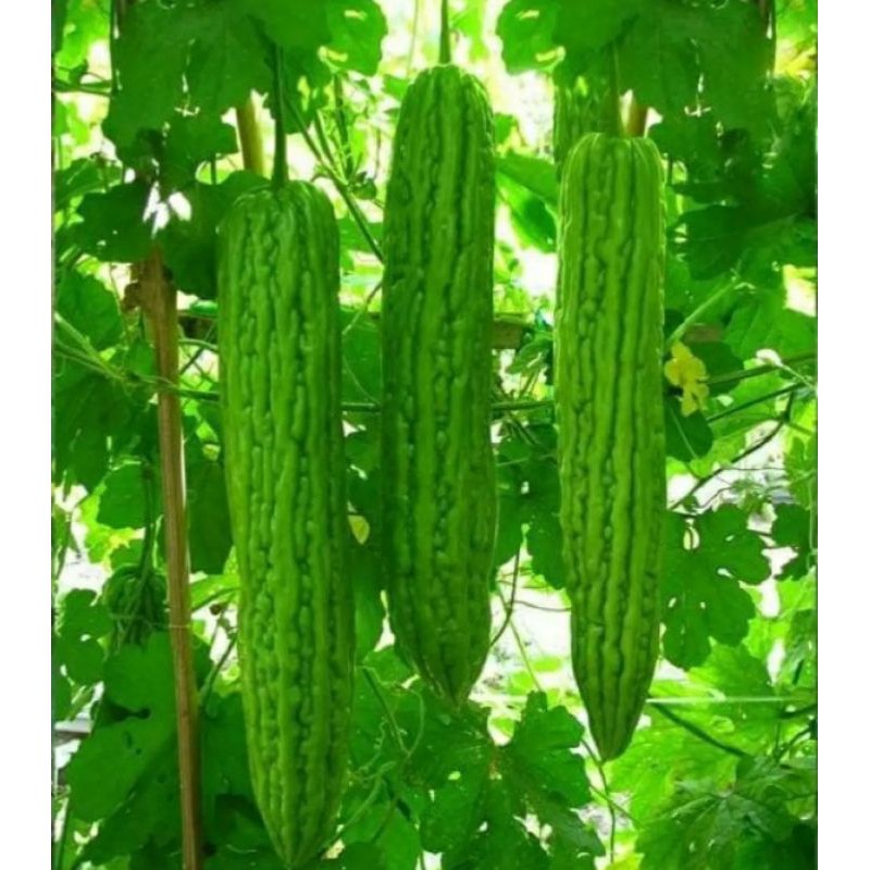 Jual 10 Bibit Unggul Benih PARE (10 biji) | Shopee Indonesia