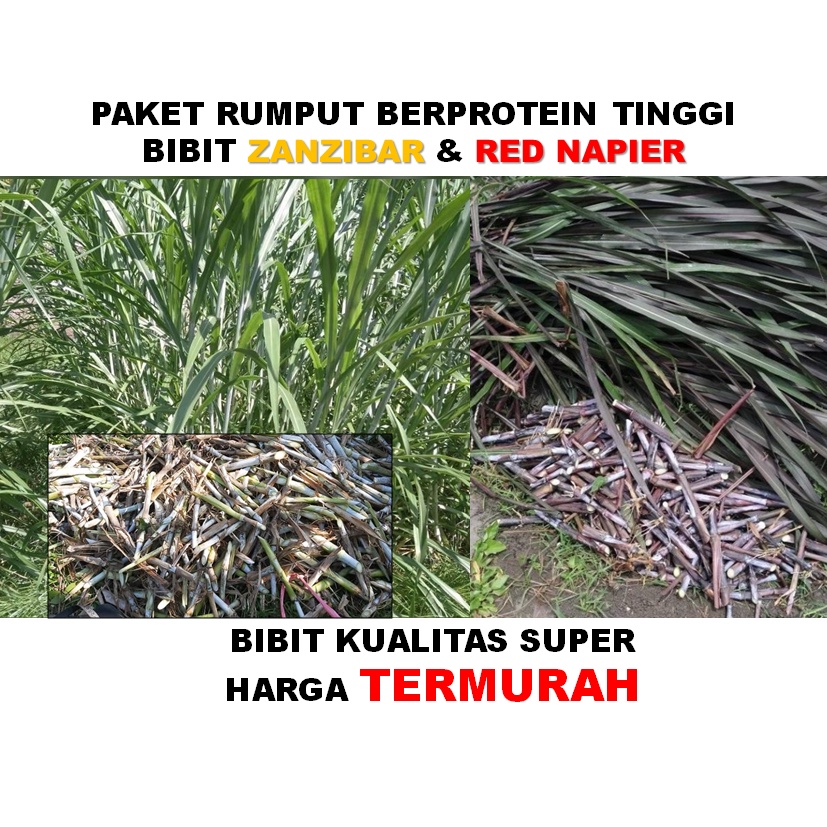 Jual Bibit pakan ternak unggul rumput zanzibar & red napier kualitas ...