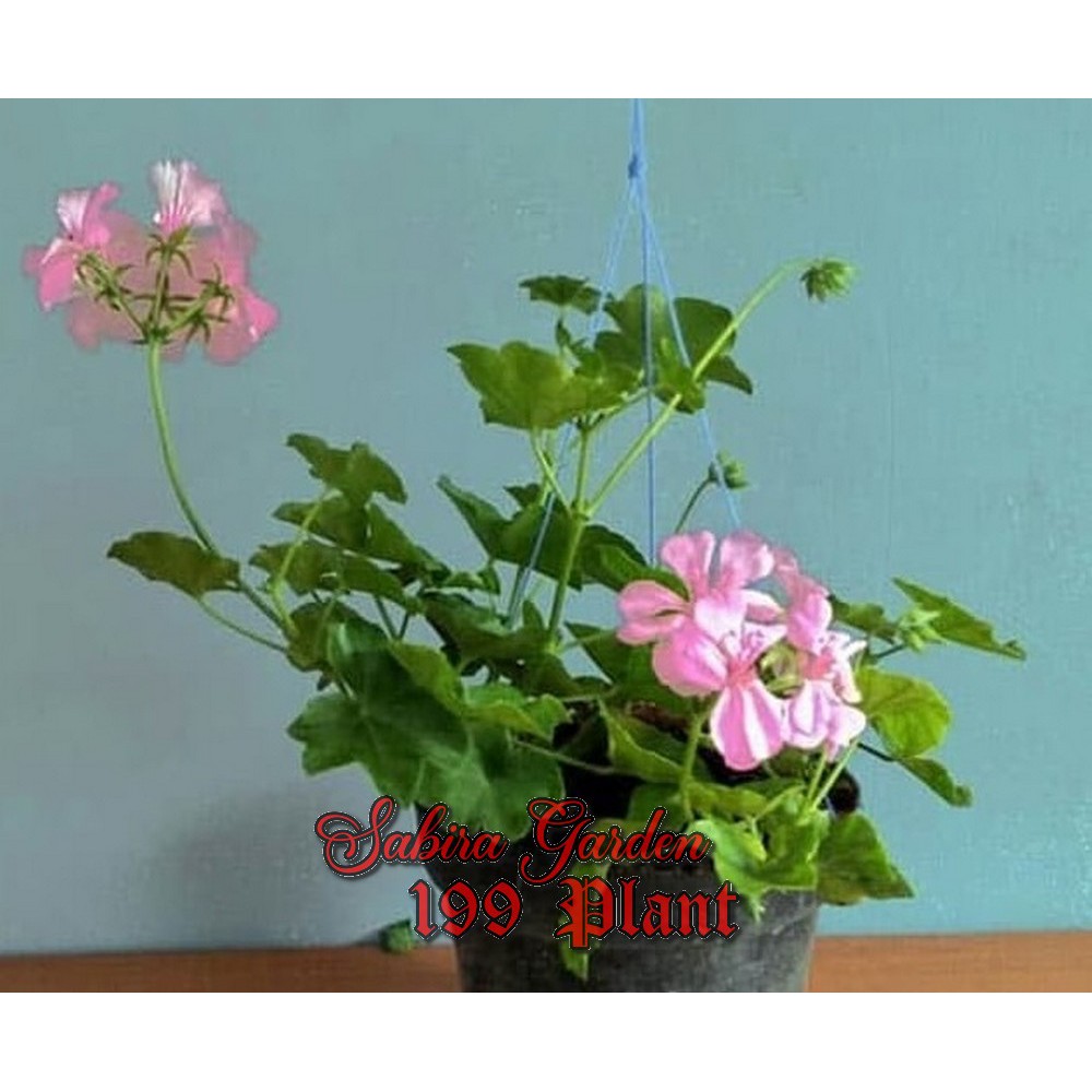 Jual TANAMAN HIAS Geranium bunga pink (geranium light pink) | Shopee ...