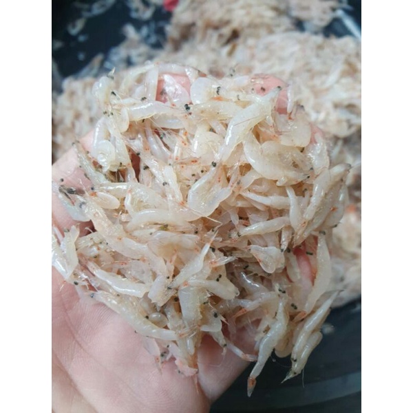 Jual UDANG REBON FROZEN FRESH SETIAP HARI COCOK UNTUK RESTORAN DAN ...