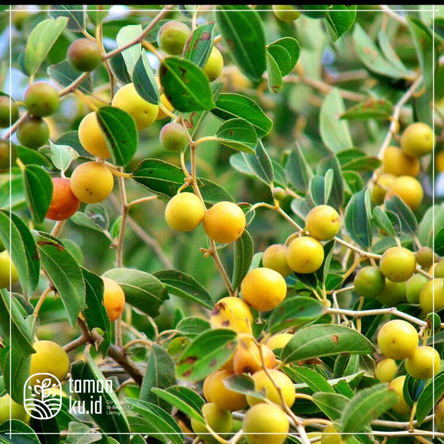 Jual Tanaman Hias Bidara Arab Bibit Bidara Arab Pengusir Jin tinggi ...