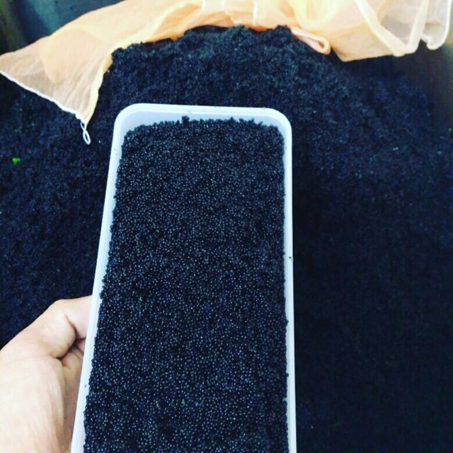 Jual TOBIKO BLACK, FLYING FISH ROE, TELUR IKAN TERBANG | Shopee Indonesia