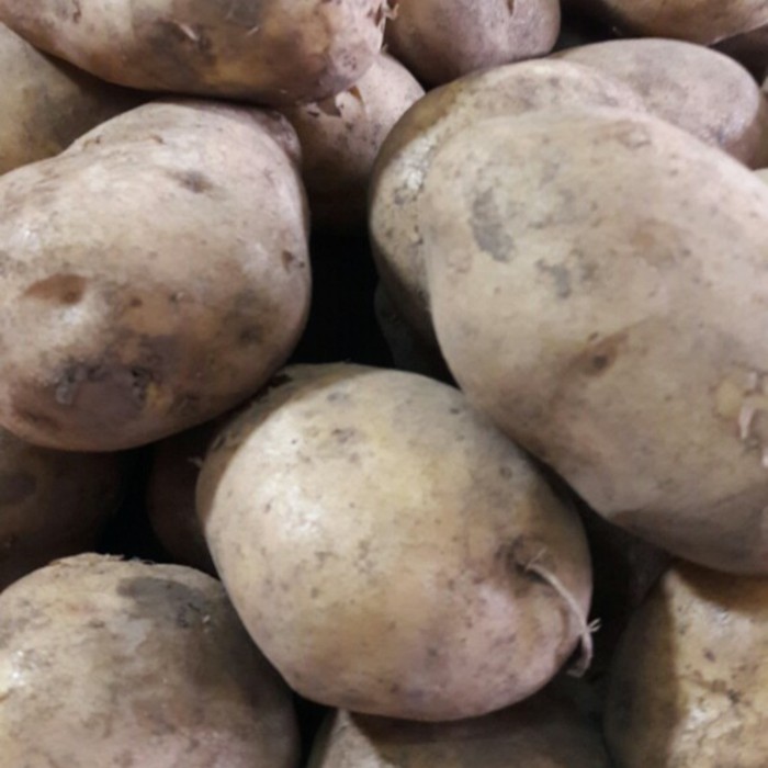 Jual kentang dieng besar 500gr | Shopee Indonesia