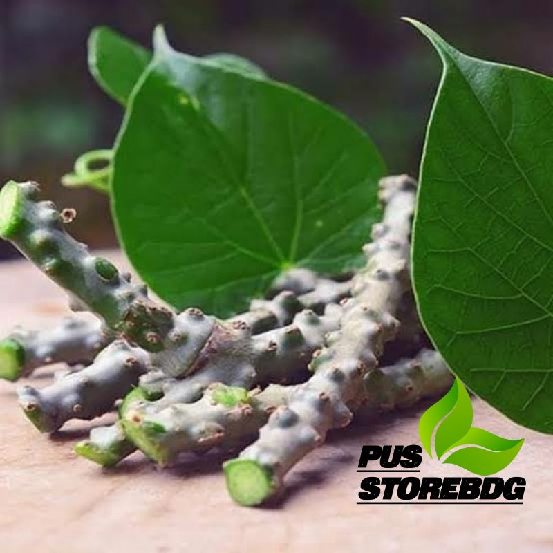 Jual Jual Botrawali atau Patrawali 500 gram | Shopee Indonesia