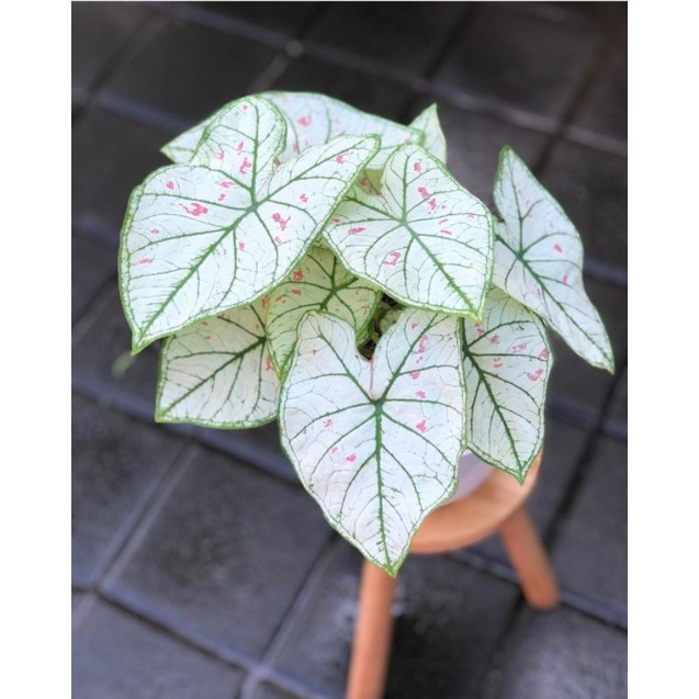 Jual Keladi Cranberry Star | Tanaman Hias Caladium / Keladi Cranberry ...